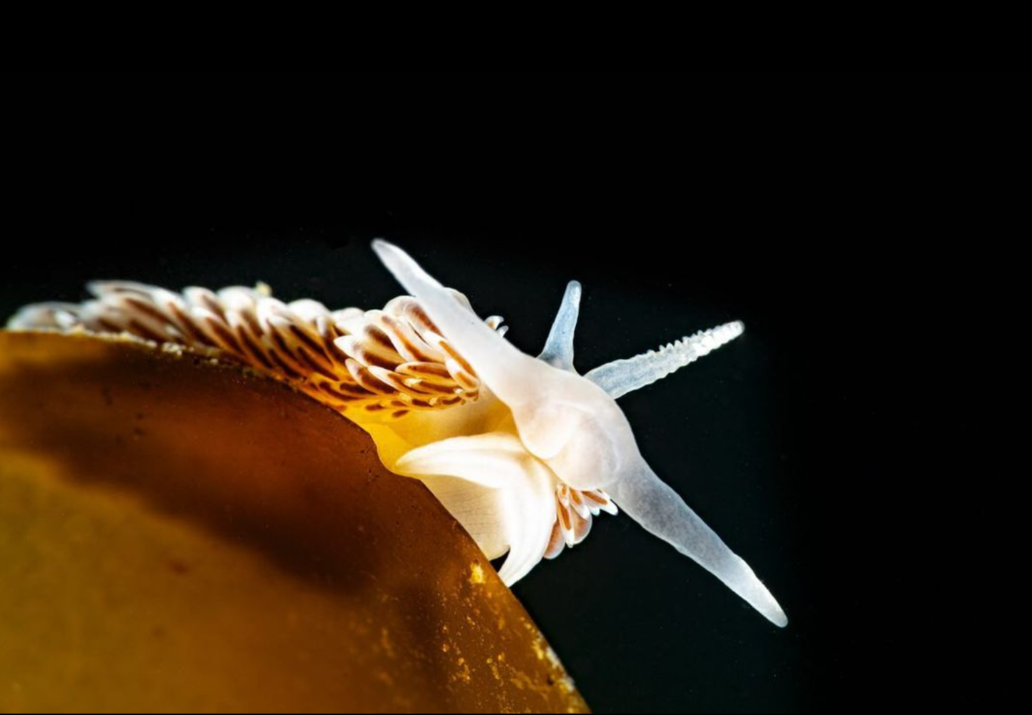 Backscatter Macro Wide Light - LED Snoot Light - The FOTOGRAFIT Blog